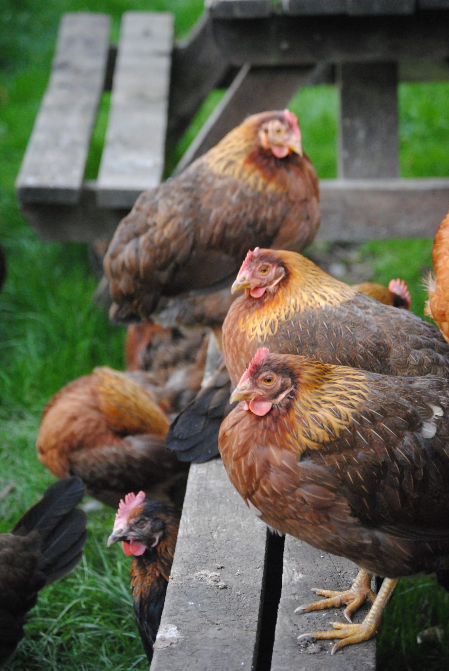 Farm forays | What's What Magazine