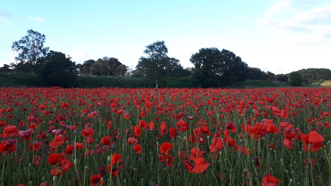 A poppy for all reasons | What's What Magazine