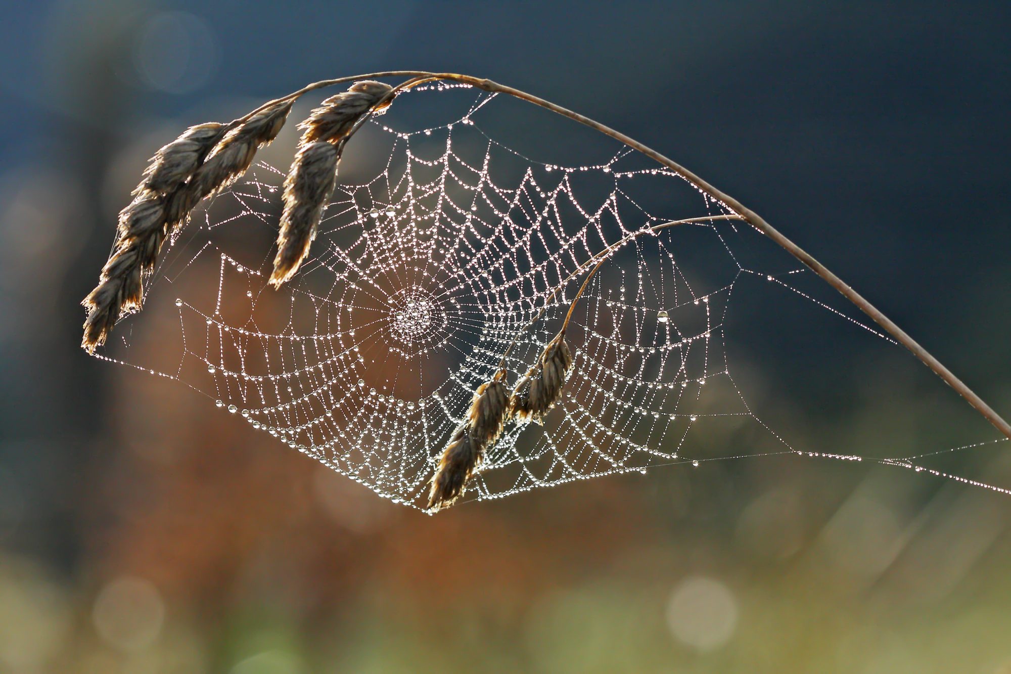 Autumn webs… | What's What Magazine